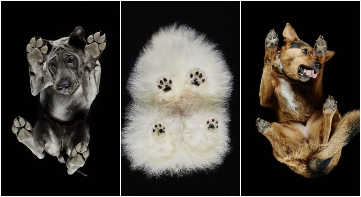 Fotograf fotí psíkov zospodu a sú z toho takéto vydarené fotky