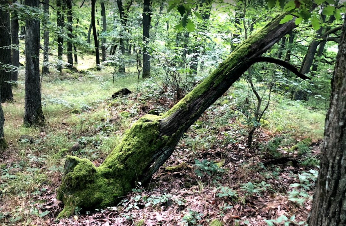 Tajomný Val obrov v Nitrianskom kraji je málo známy turistom, volajú ho ...