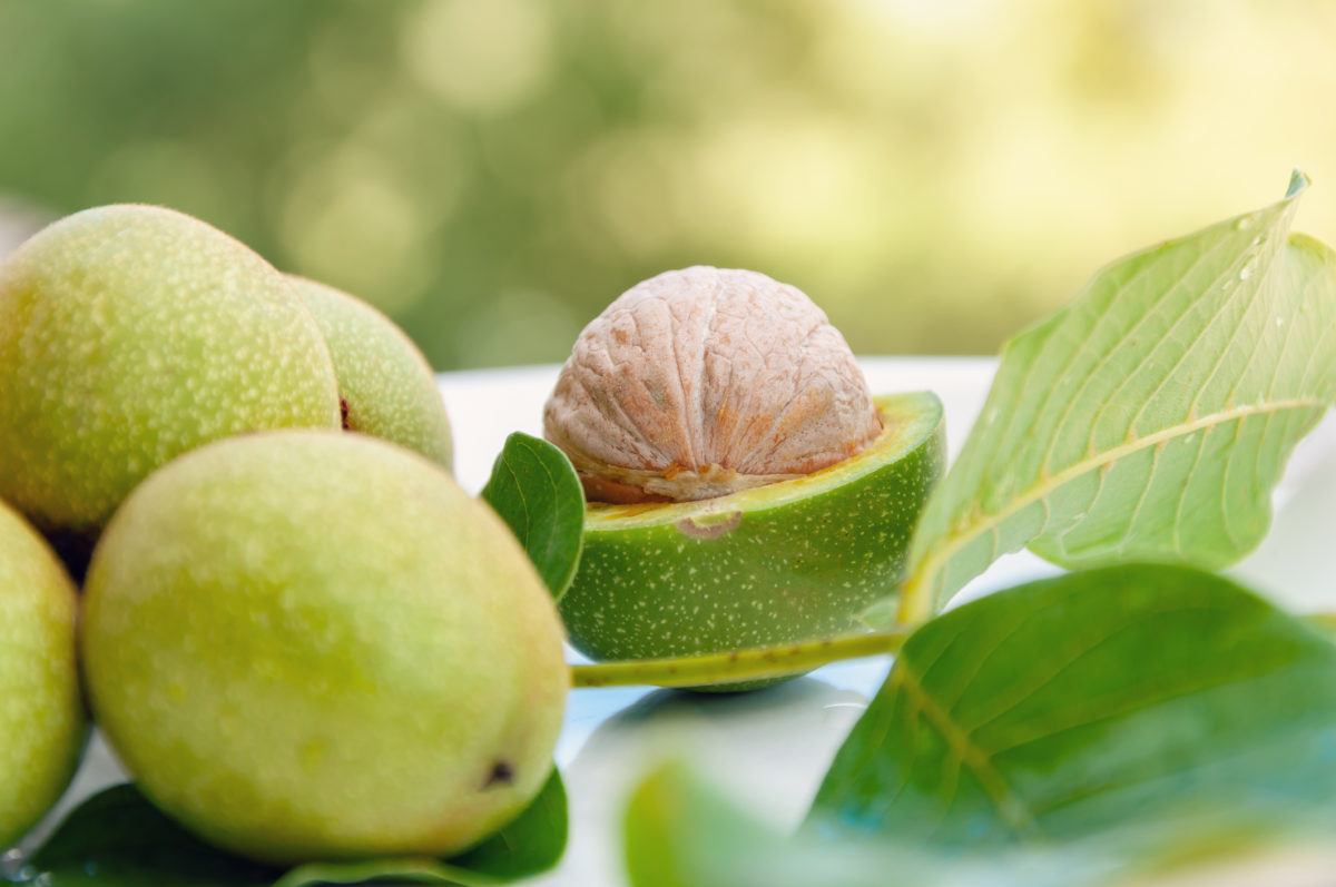 Kedy dozrievajú vlašské orechy, ako ich zberať, ako očistiť a ako sušiť