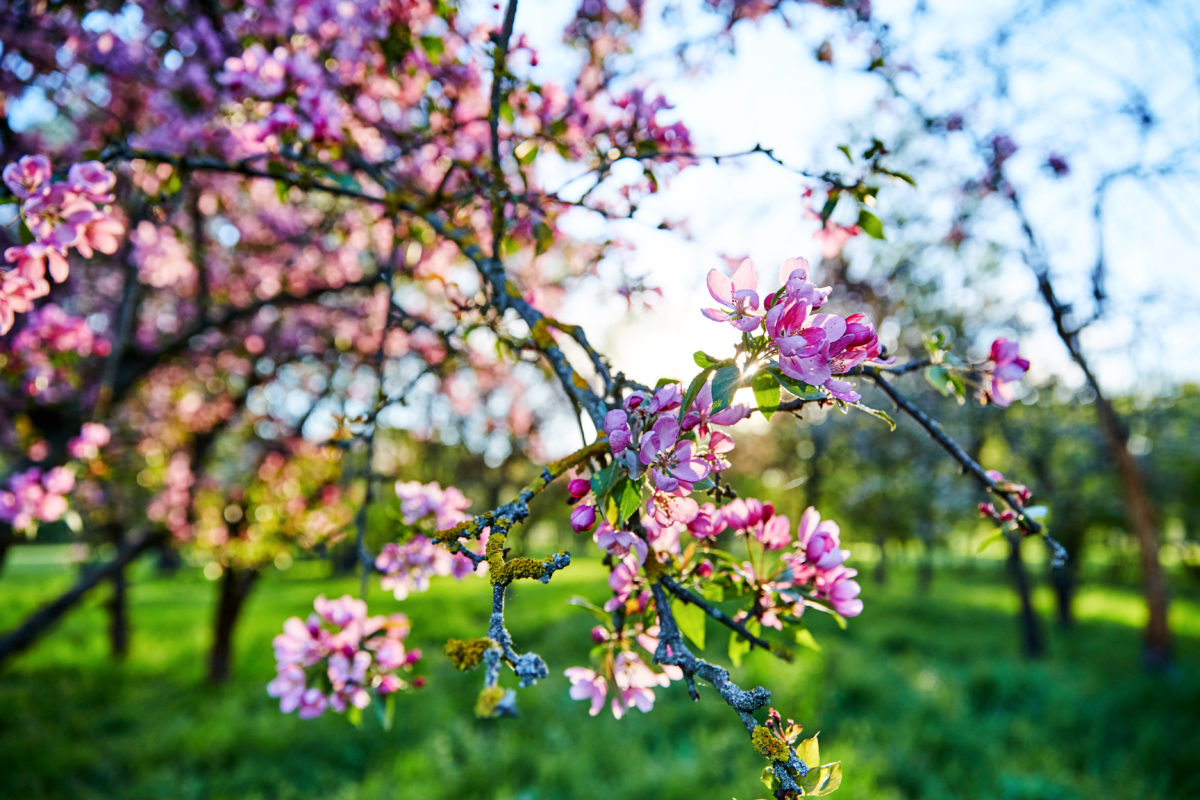 Ako ochrániť kvitnúce stromy pred mrazom a zachrániť úrodu. Pomôžu vám ...