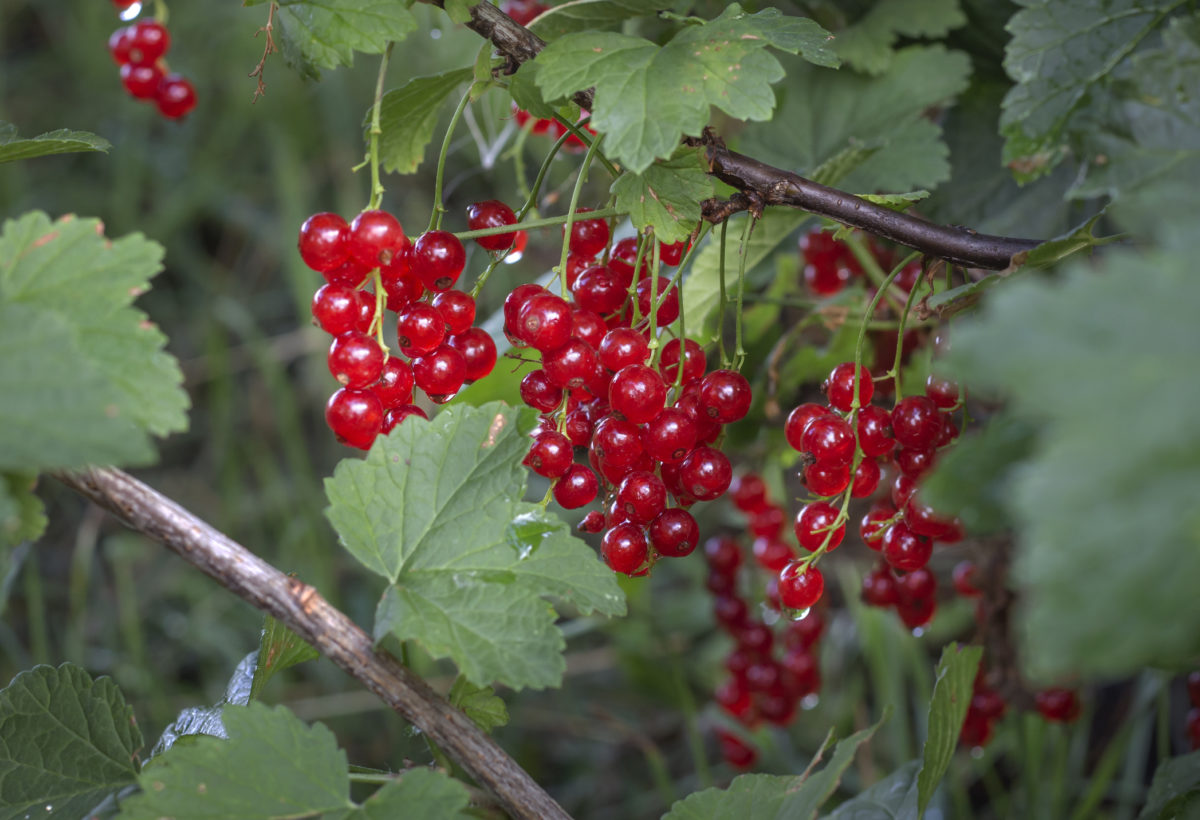 Pestovanie ríbezlí. Zdvojnásobiť úrodu môžete jednoducho pomocou ...