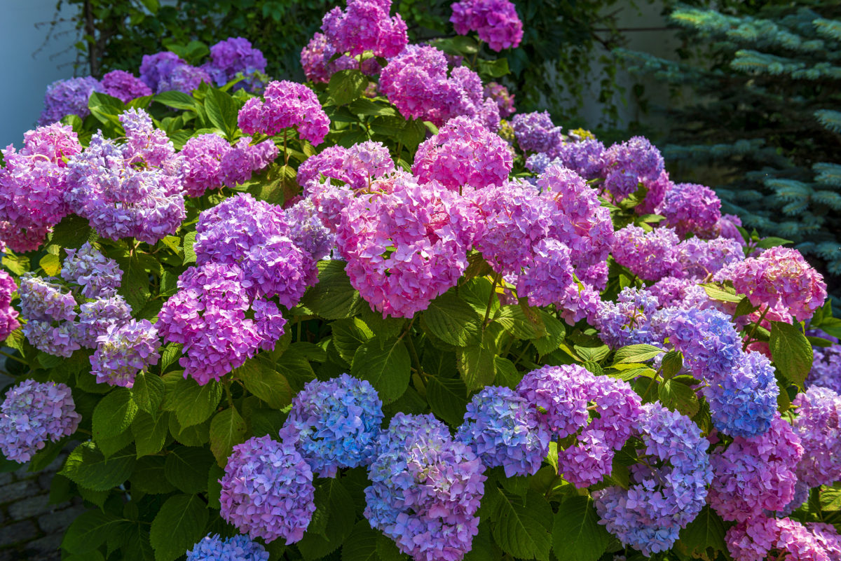 Hortenzia. Skúsení záhradníci k nim do pôdy pridávajú kúsok alobalu ...