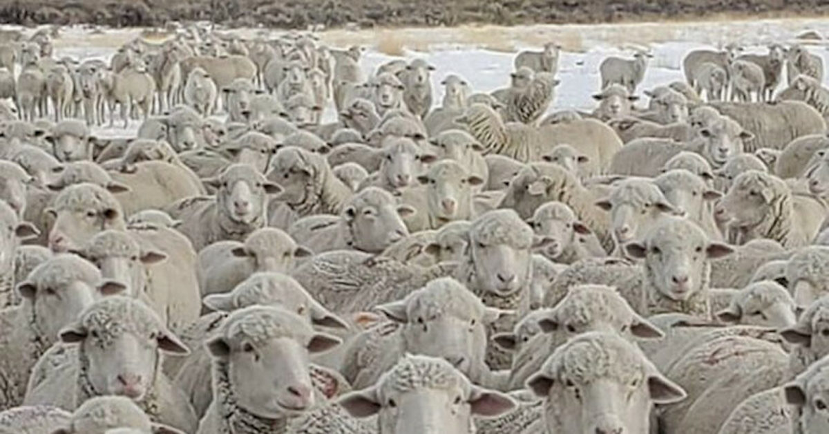 Dokážete na obrázku stáda oviec nájsť psa?