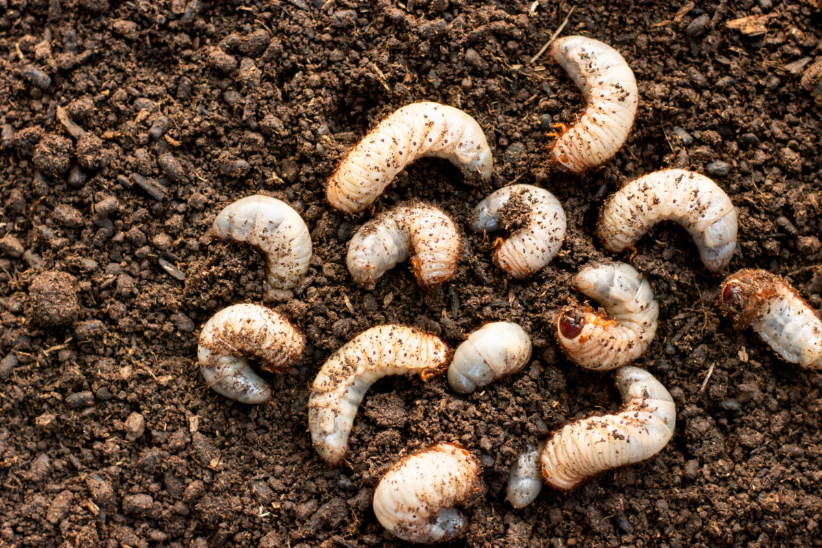 Biela larva v hline alebo komposte. Komu patrí a môže ohroziť úrodu ...