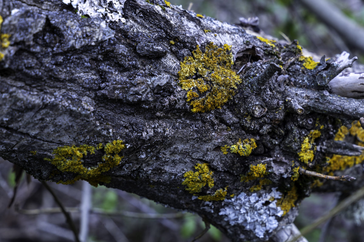 Nenechajte lišajník ničiť vaše ovocné stromy! Použite lacný domáci ...