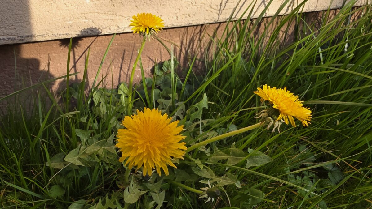 Táto zázračná rastlina vám rastie priamo pod oknami: Môžete z nej ...