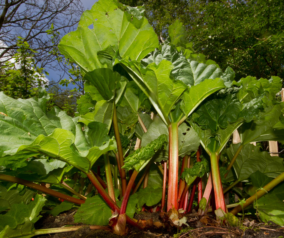 Rebarbora: informácie a tipy - Mňamky-Recepty.sk