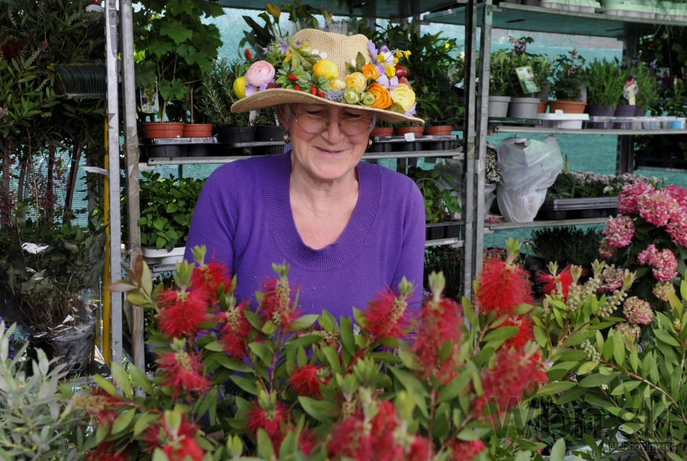 Obrazom: Incheba rozvoniava kvetmi, Flóra je v plnom prúde - SITA.sk