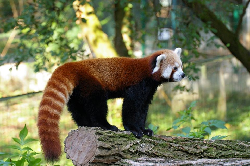 Bojnická ZOO má nový prírastok, volá sa Hu - SITA.sk