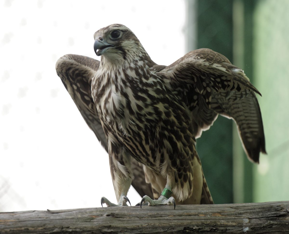Sokol rároh na Slovensku takmer vyhynul, postupne sa vracia do prírody ...