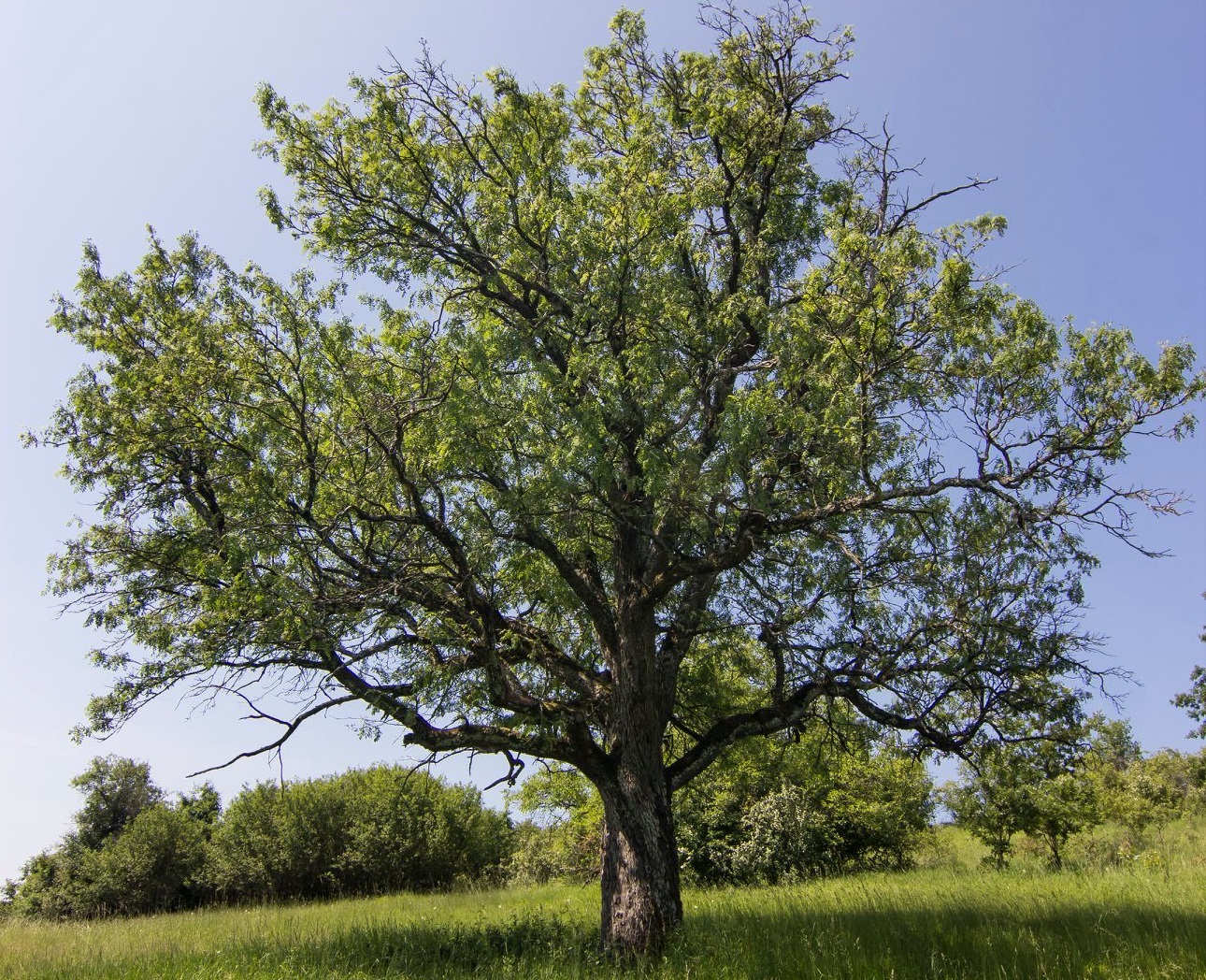 Titul Strom roka 2019 získala oskoruša domáca, vysadili ju ešte za čias ...