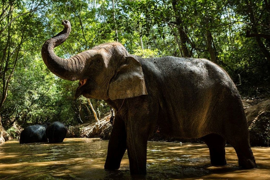 Slonica Lucky zo zoologickej záhrady v San Antoniu oslávila úctyhodné ...