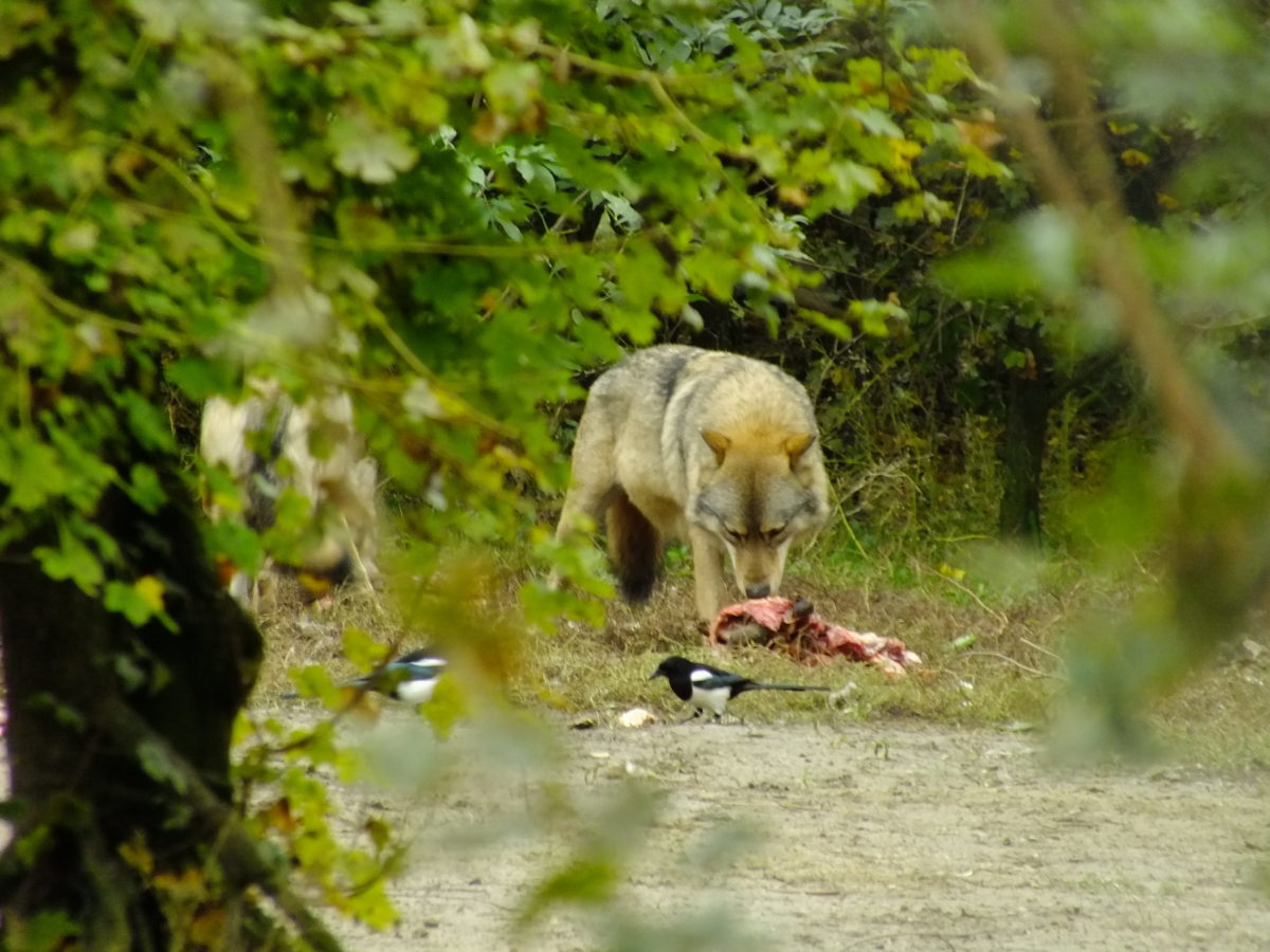 Členské krajiny žiadajú prehodnotiť prísnu ochranu vlkov či medveďov v ...