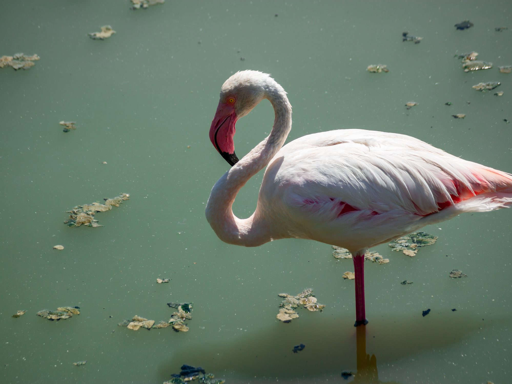 Plameniak ružový sa objavil na západnom Slovensku, bude zaradený do ...