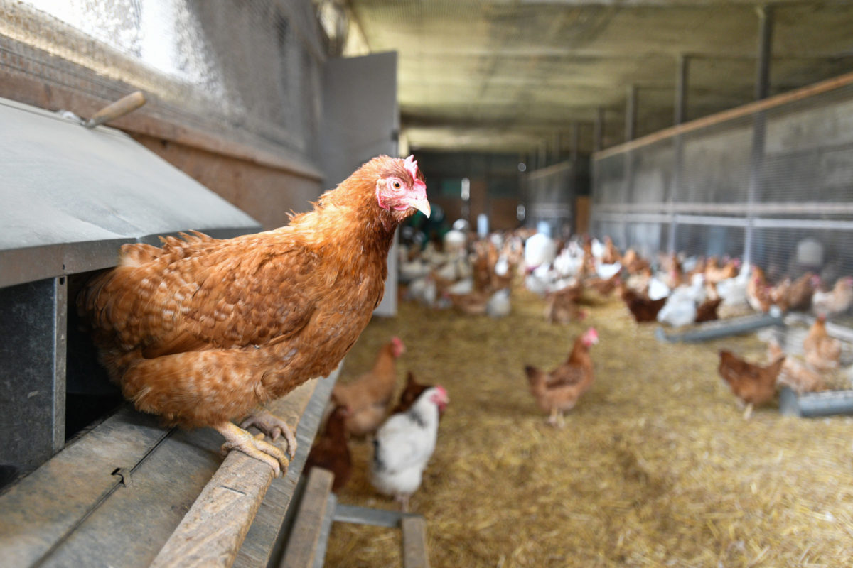 Podstielkový chov sliepok (fotografie) - Fotka 1 z 17 - SITA.sk