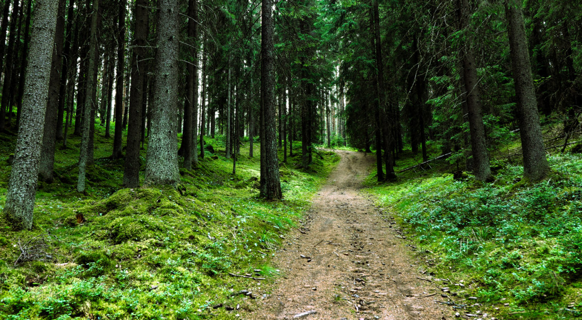 Zlodej ukradol z lesa takmer 70 ihličnatých stromov - SITA.sk