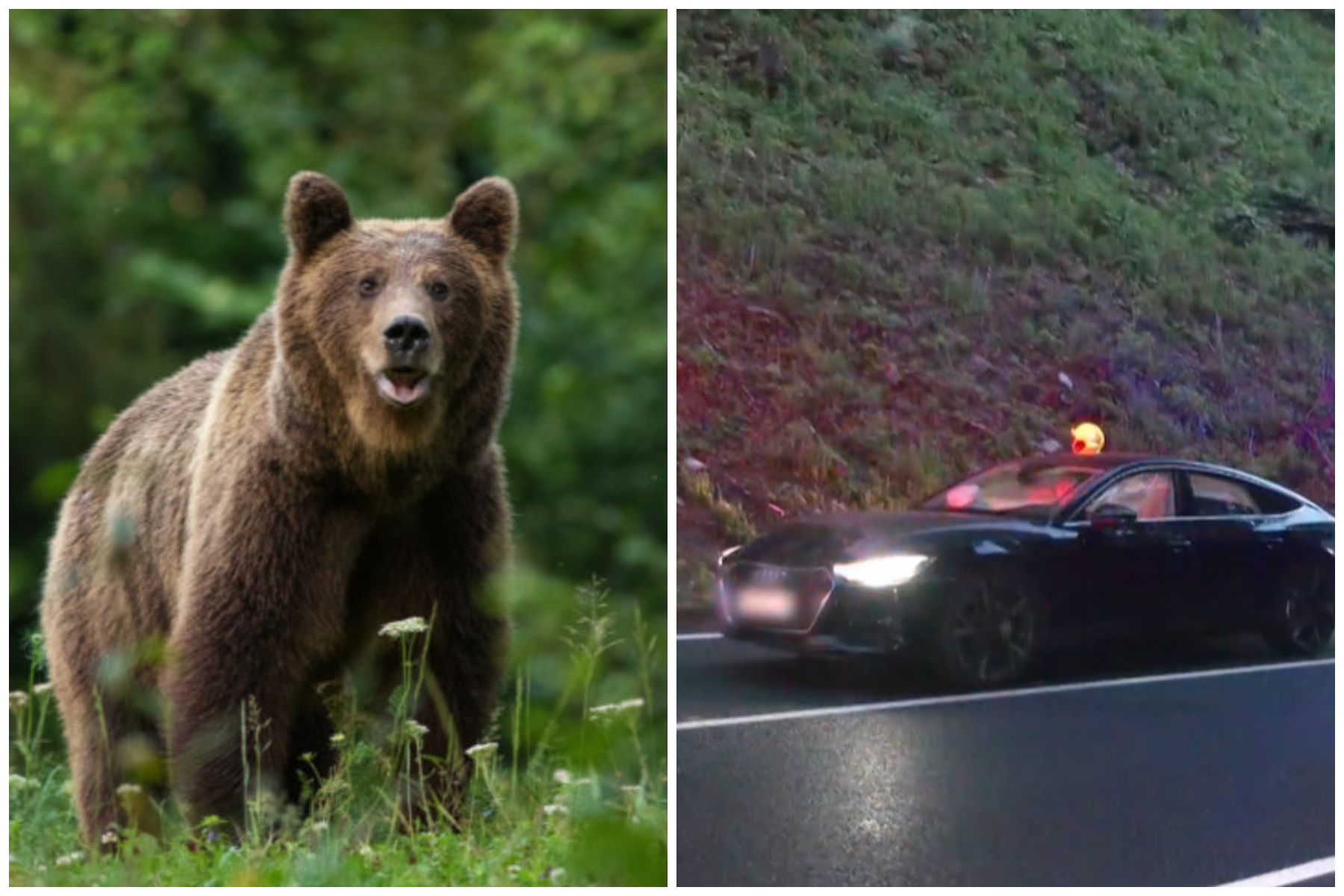 Medveď vbehol na Starých Horách priamo pod auto. Takého veľkého som ...