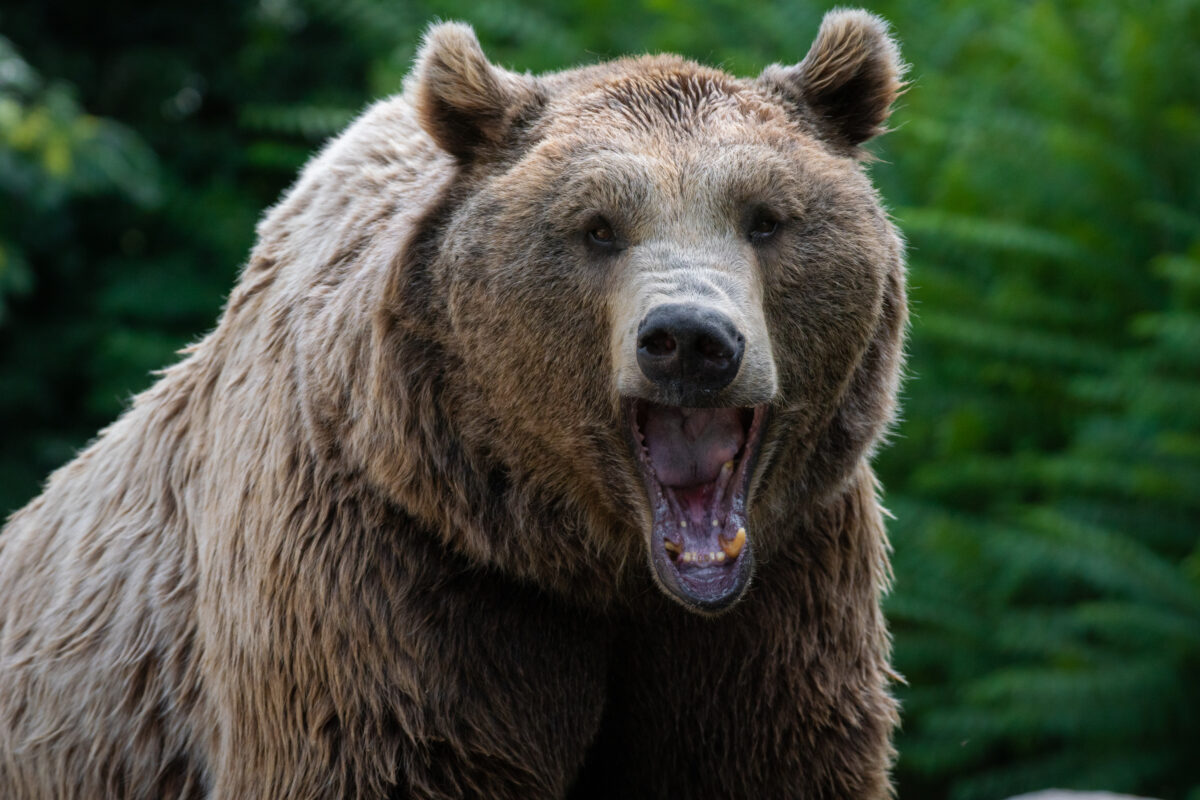 Motorkár neprežil útok medveďa na populárnej trase, v krajine sú ...