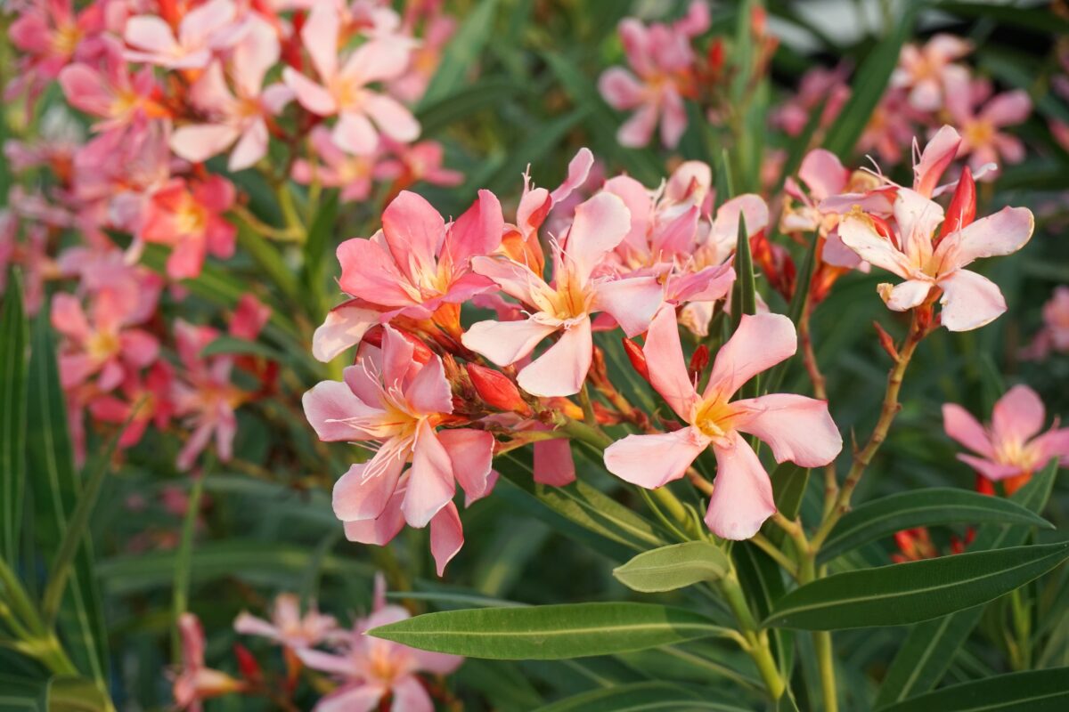 Oleander potrebuje slnko nad hlavou a dostatok vody pri koreňoch ...